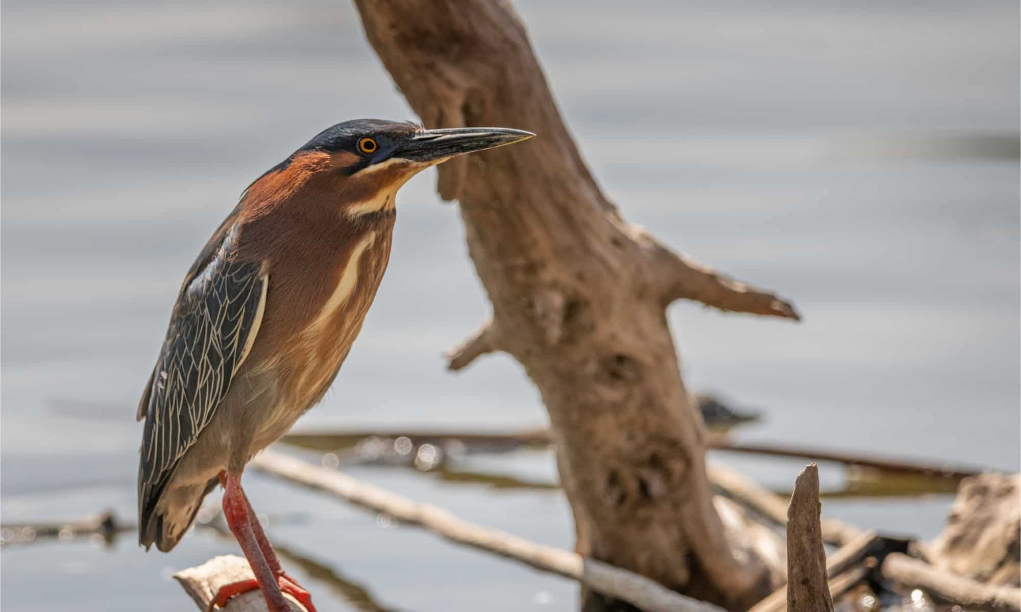 12 Types of Herons in Texas - A-Z Animals
