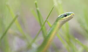 Smooth Green Snake Animal Facts - Opheodrys vernalis - A-Z Animals