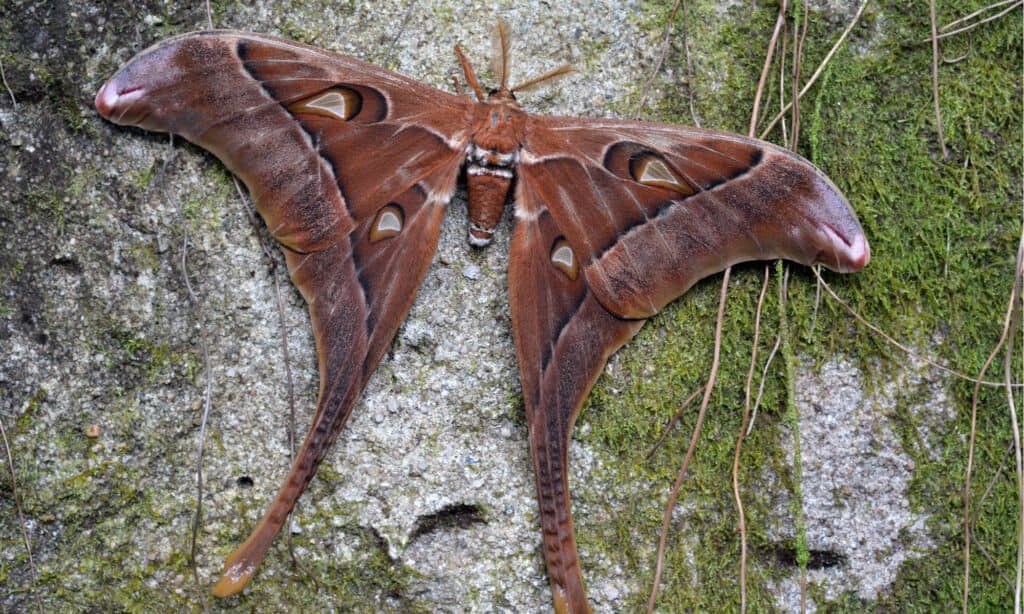 Hercules Moth Insect Facts | Coscinocera hercules - AZ Animals