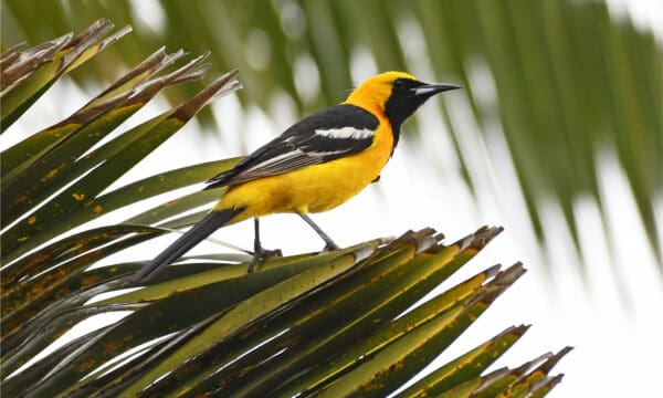View All 9 Types of Oriole Birds - A-Z Animals