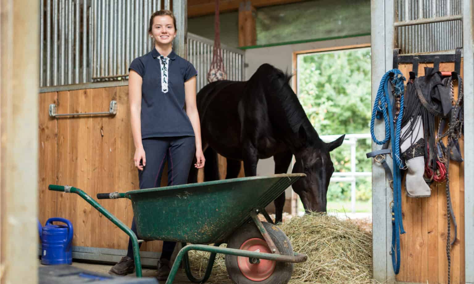 Pet Horse Guide: What You Need to Know - A-Z Animals