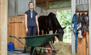 Pet Horse Guide: What You Need to Know - A-Z Animals