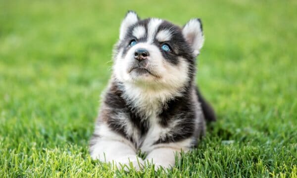 Siberian Husky Progression: Growth Chart, Milestones, and Training Tips ...