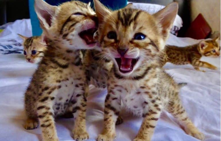 Why Do Cats Meow