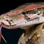 These Massive Pythons Are the World's Largest - A-Z Animals Slideshows