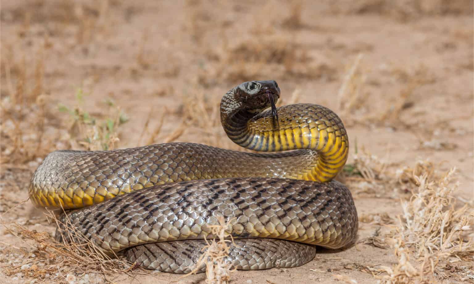 Inland Taipan Animal Facts - Oxyuranus microlepidotus - A-Z Animals