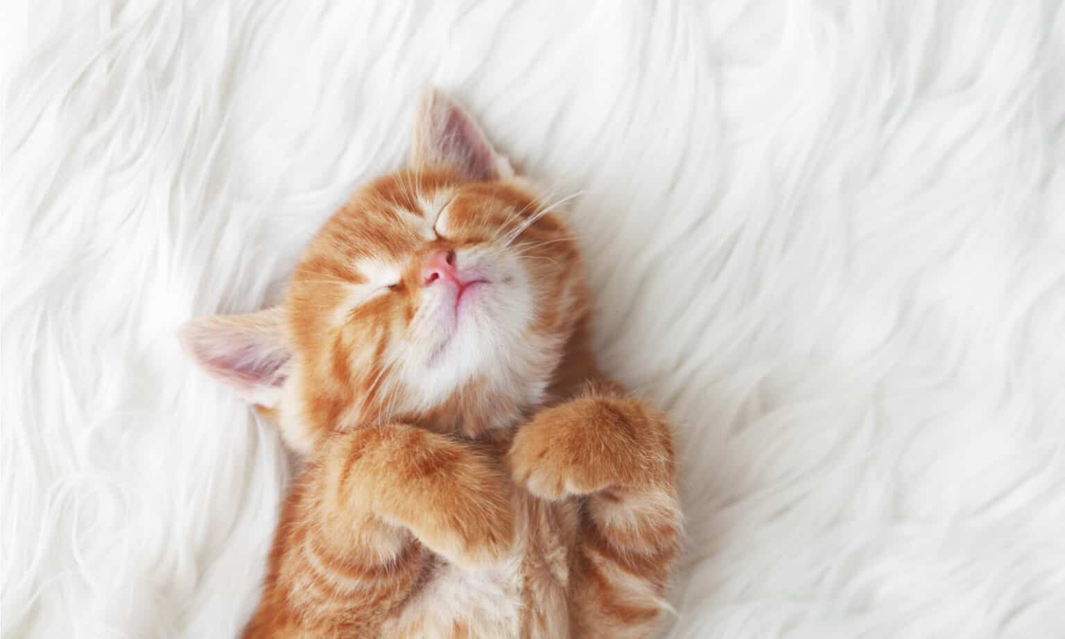 25 Pictures of Kittens That Will Make Your Heart Melt - A-Z Animals