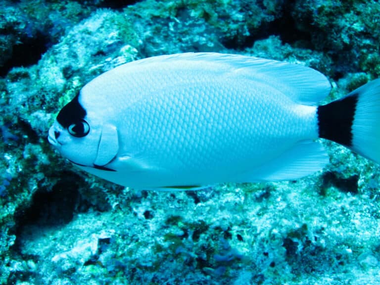 Masked Angelfish Fish Facts - G. personatus - A-Z Animals
