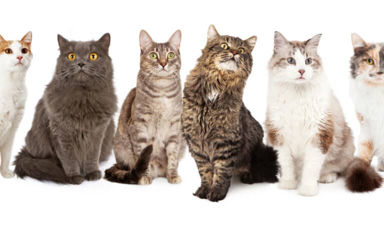 Meet the World's Largest Domestic Cat - A-Z Animals