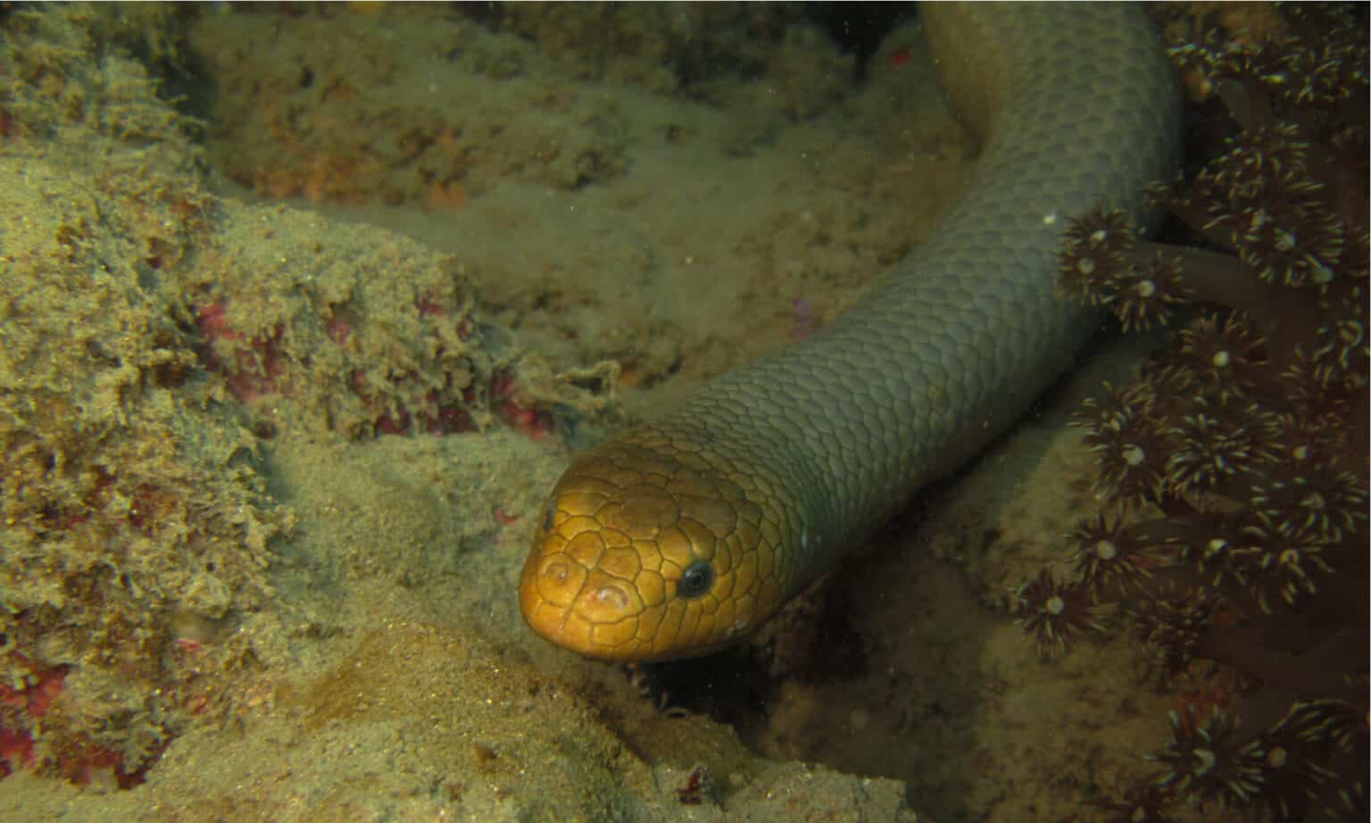 The Diverse World of Australia's Brown Snakes: From Coastal Taipans to ...