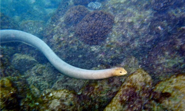 How Do Sea Snakes Breathe? - A-Z Animals