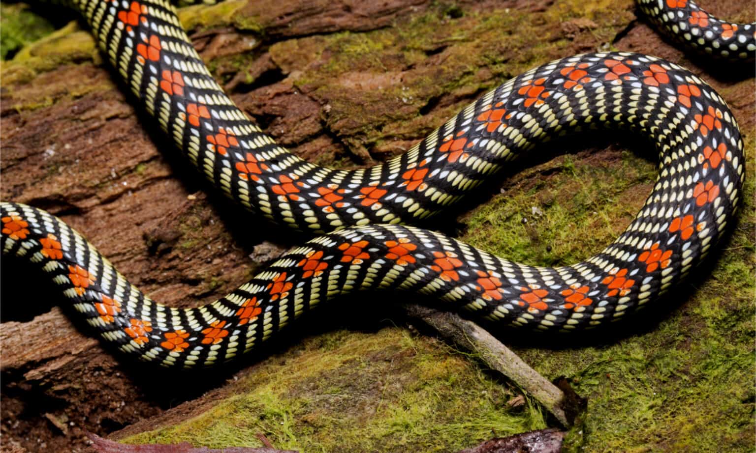 Do Snakes Have Legs? - A-Z Animals