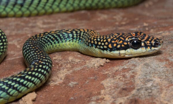 Flying Snake Animal Facts - Chrysopelea - A-Z Animals