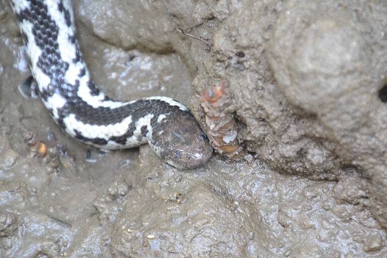 12 Common White Snakes (Pictures, Level of Danger, and More) - A-Z Animals