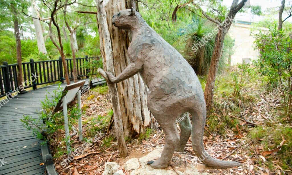 Wildlife in Oceania - Types of Oceanian Animals - A-Z Animals