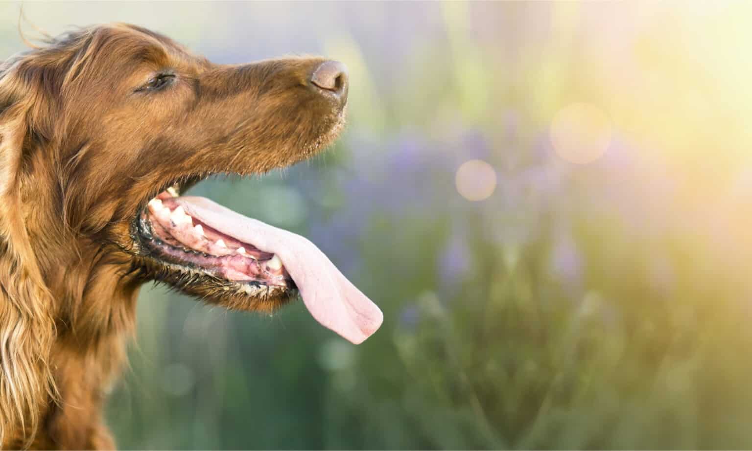 7 Visual Signs Your Dog Is Likely Going Into Labor - A-Z Animals