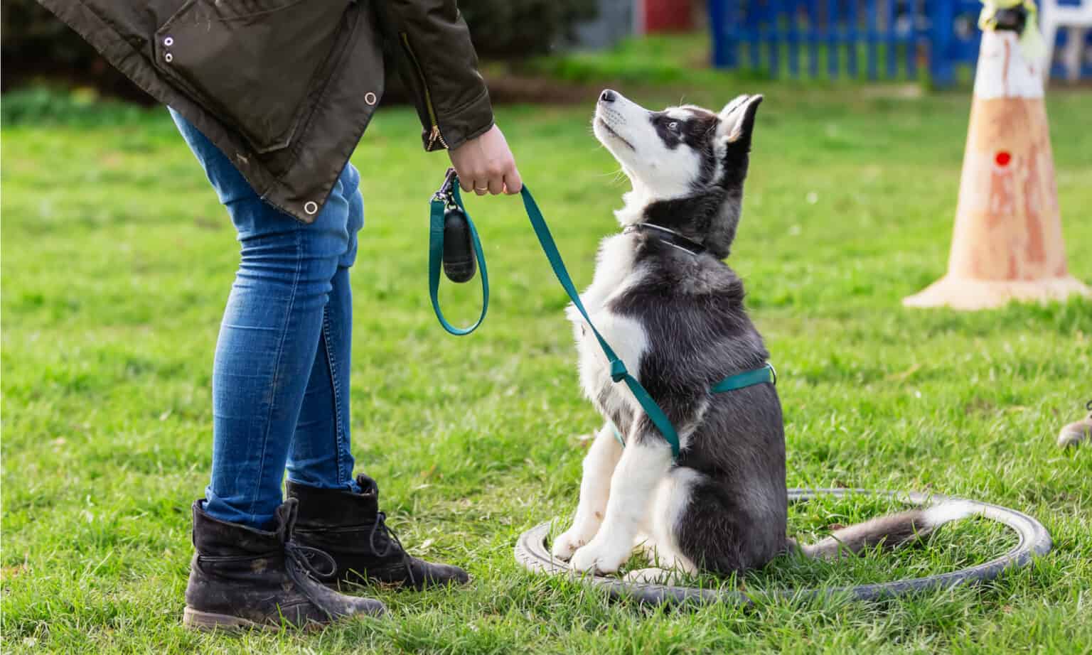 How To Train A Deaf Dog - A-Z Animals
