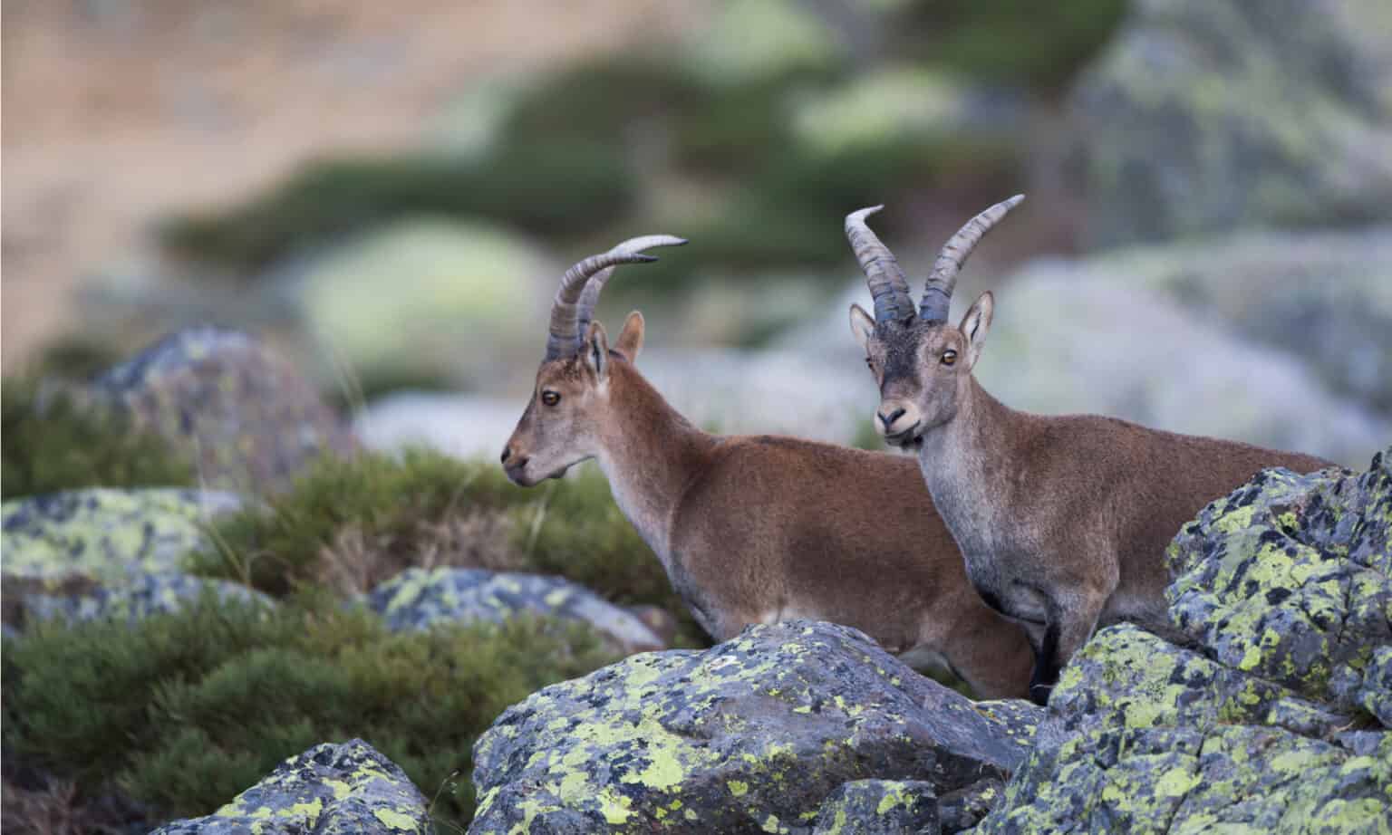 10 Extinct Mammals (With Photos) - A-Z Animals
