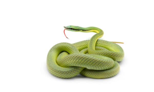 Racer Snake Animal Facts - Coluber constrictor - A-Z Animals