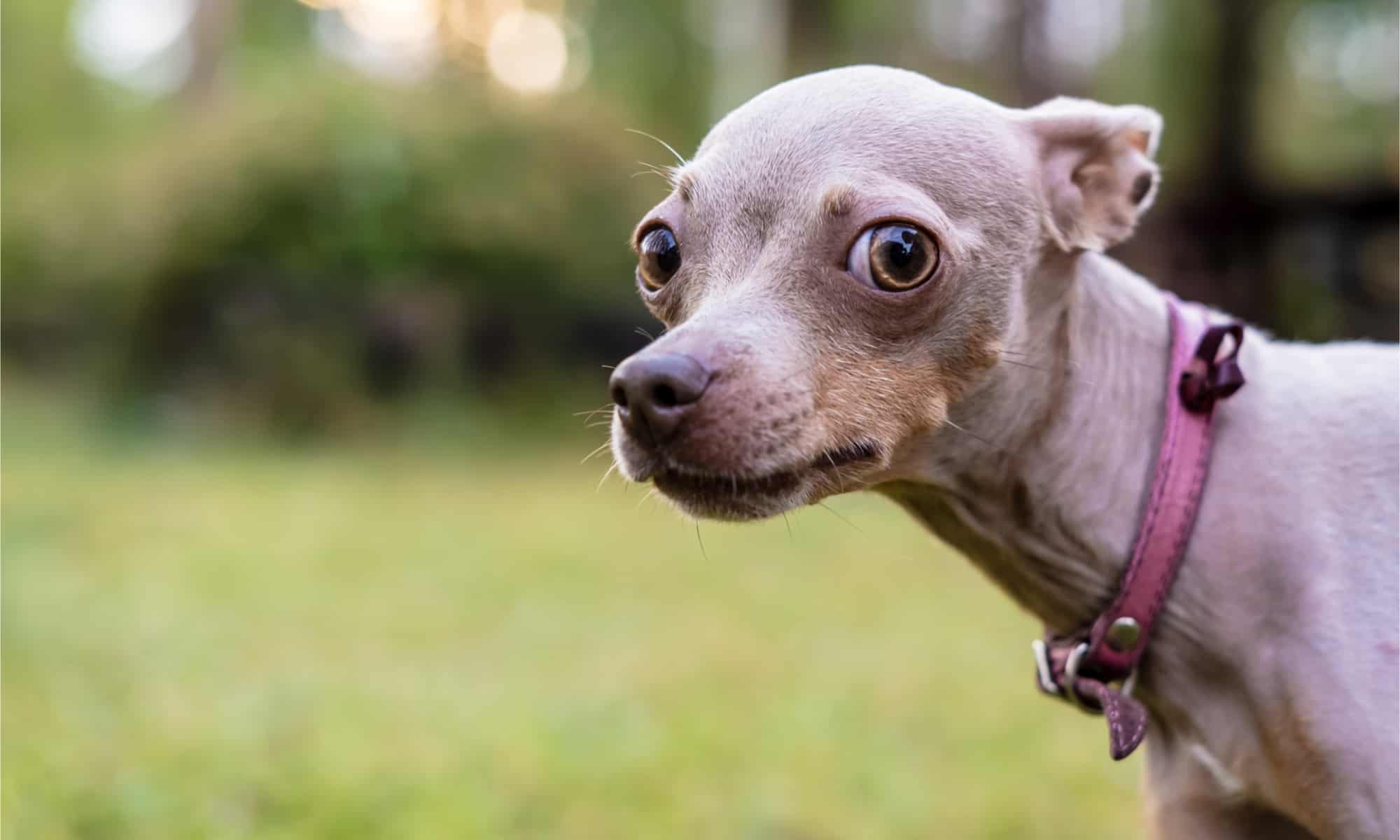 Why Dogs Get ‘Stuck’ Together During Sex, and What Do to About It - A-Z ...