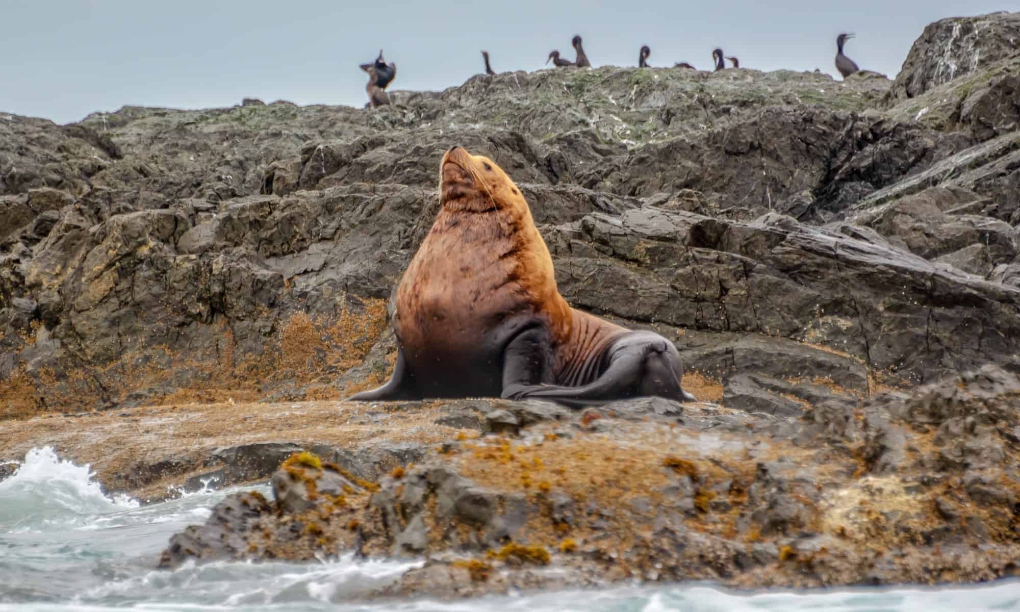 Cenozoic Era: Animals, Periods, and When It Happened - A-Z Animals