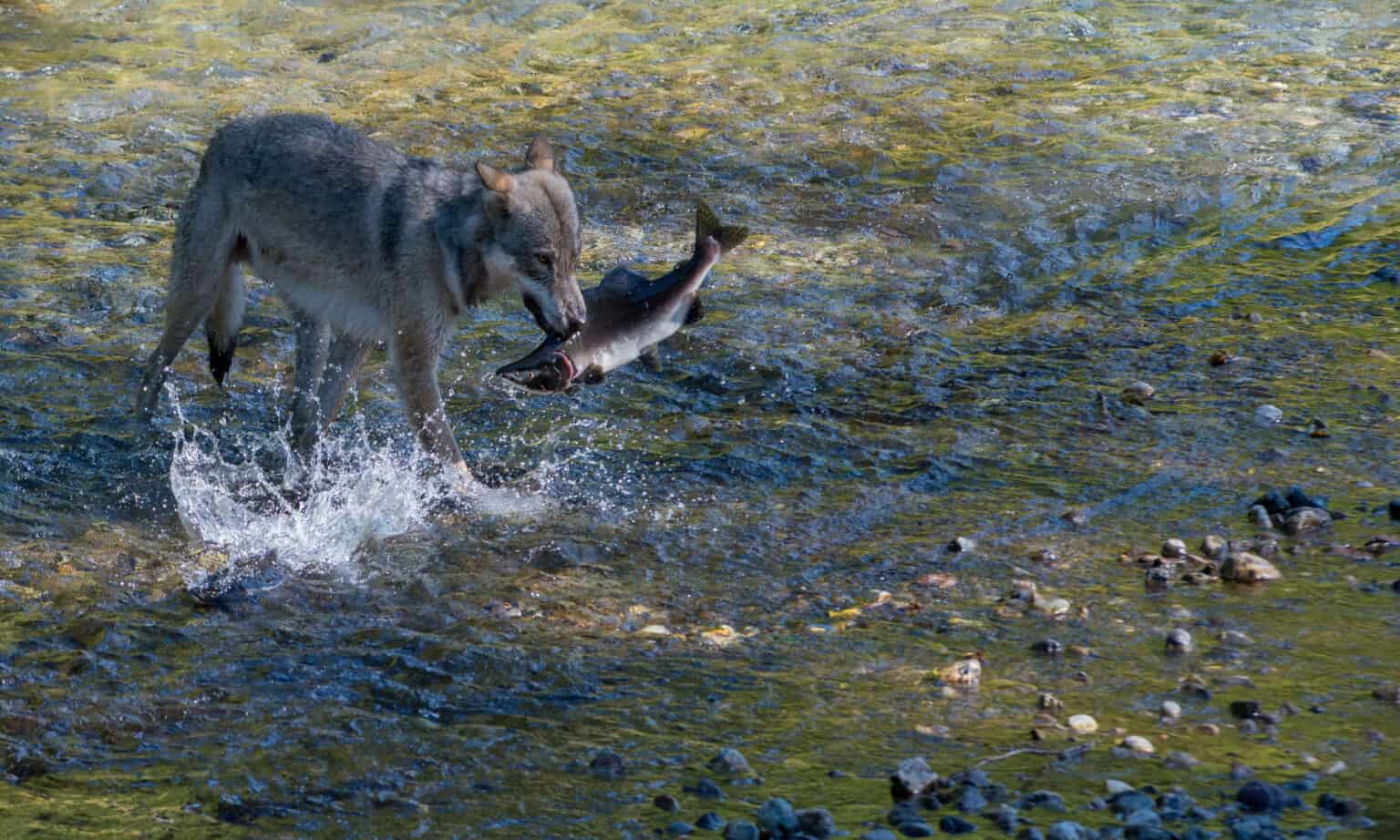 Discover Why Pacific Northwest Wolves Are Evolving to Become the Ocean ...