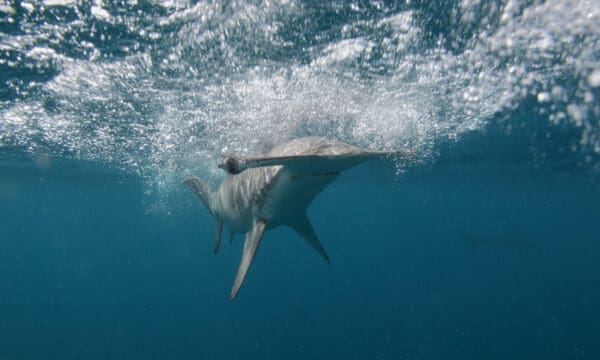 14 Incredible Sharks in Washington State Waters - A-Z Animals