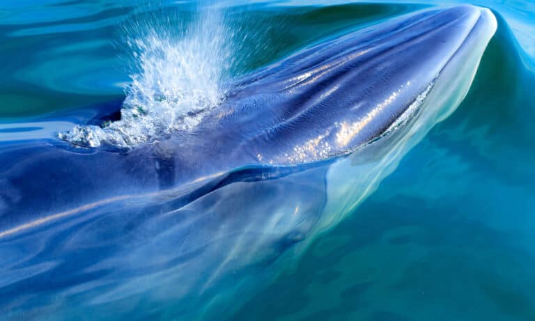 types of baleen whales every species of baleen whale in the world