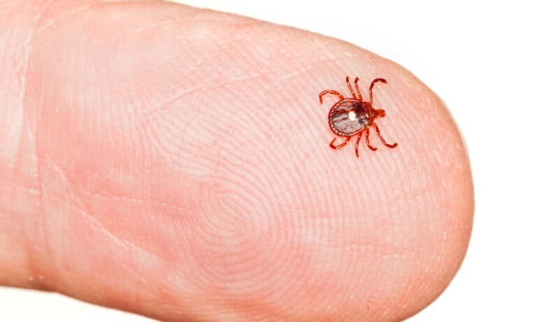 10 Annoying Insects in Alabama That Are Looking to Bite