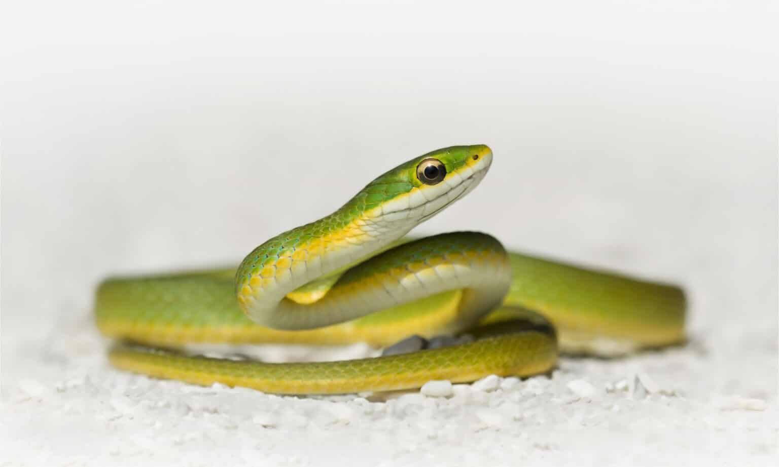 Meet 18 Snakes of New York State - A-Z Animals
