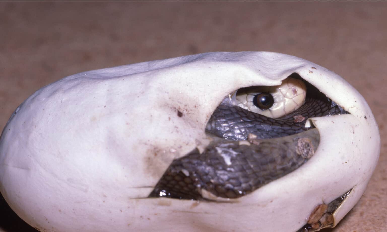 The Fascinating Life Cycle of Snakes - A-Z Animals