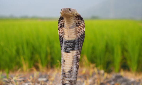 Cobras Animal Facts - A-Z Animals