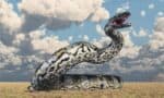 Scientists Discover Ancient Snake that Rivals Titanoboa Size: Just How ...