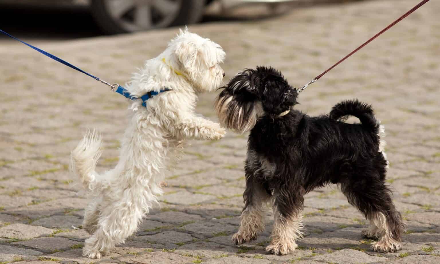 Dog Mating and Reproduction: Unraveling Canine Reproductive Behavior ...