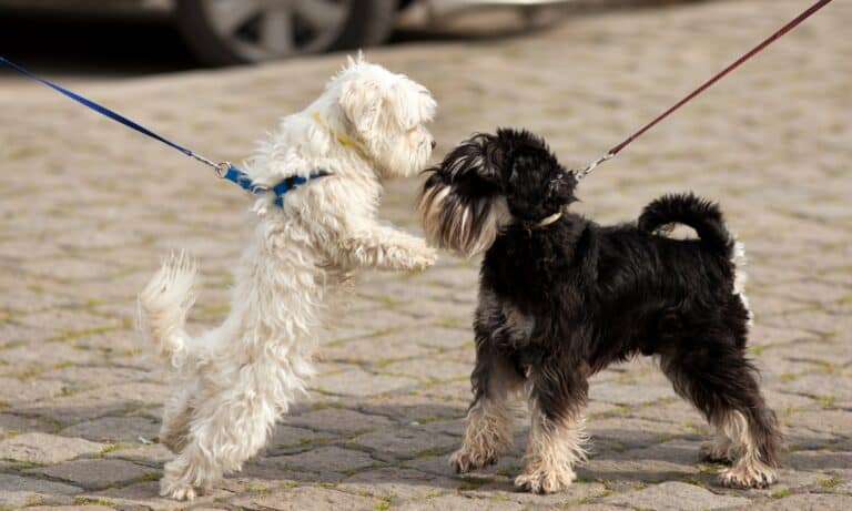 Dog Mating and Reproduction: Unraveling Canine Reproductive Behavior ...