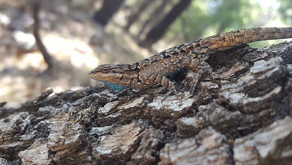Discover 10 Amazing Lizards in Arizona - A-Z Animals