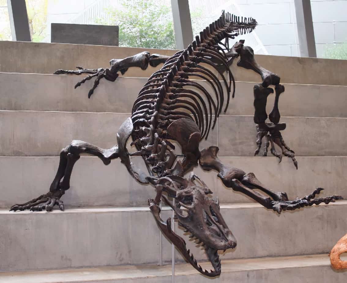 Megalania Vs Komodo Dragon: How The Ancient Lizard Compares To Today's ...