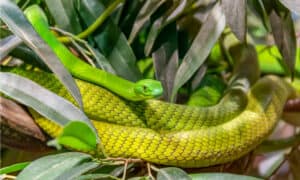Green Mamba Animal Facts - A-Z Animals