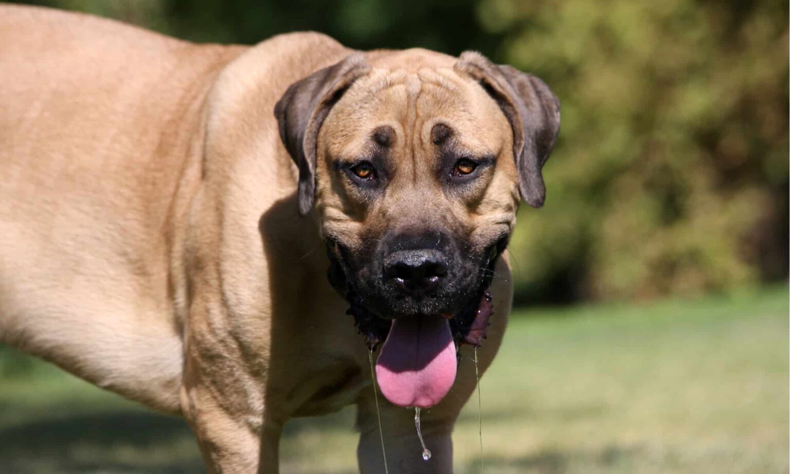 English Mastiff Prices in 2024: Purchase Cost, Vet Bills, and More! - A ...