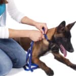 Belgian Malinois - The Perfect Guard Dog? - A-Z Animals Slideshows