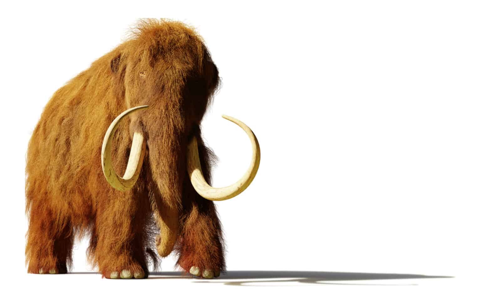 7 Extinct Ice Age Animals - A-Z Animals