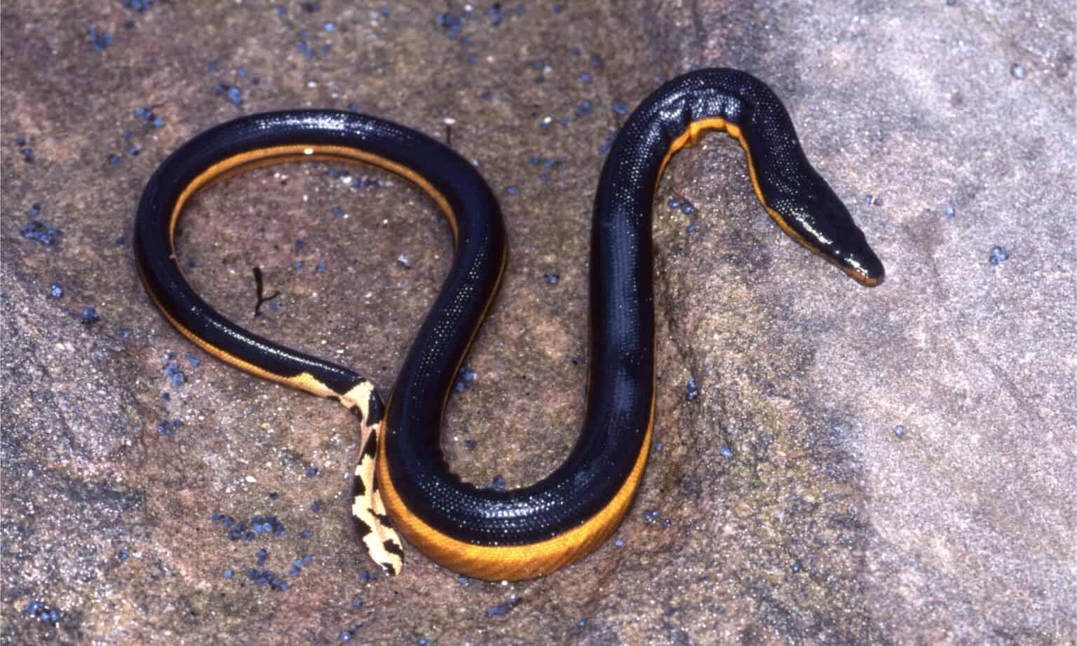 Yellow-Bellied Sea Snake Animal Facts - Hydrophis platurus - A-Z Animals