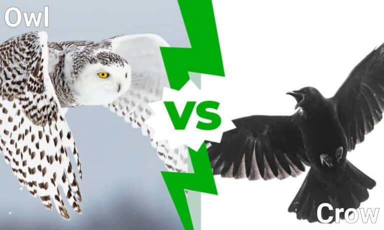 Owls Vs Crows: Brilliant Birds Battle! - A-Z Animals