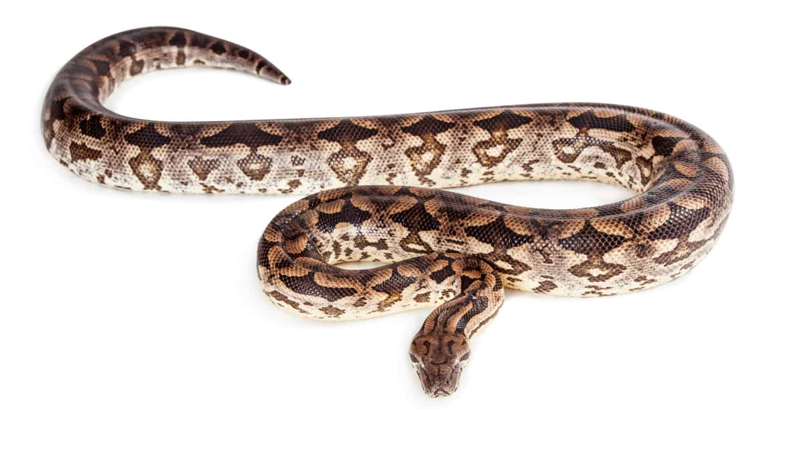 Dumeril’s Boa Animal Facts - Acrantophis dumerili - A-Z Animals