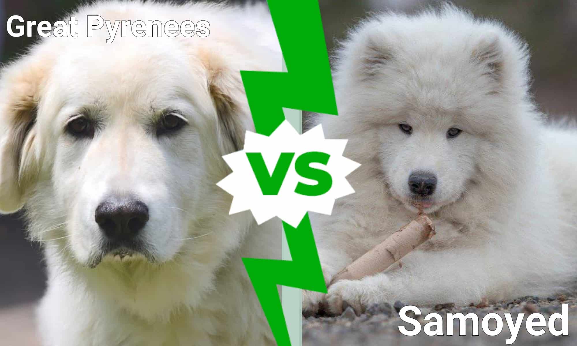 Great Pyrenees vs Samoyed: What Are The Differences? - A-Z Animals