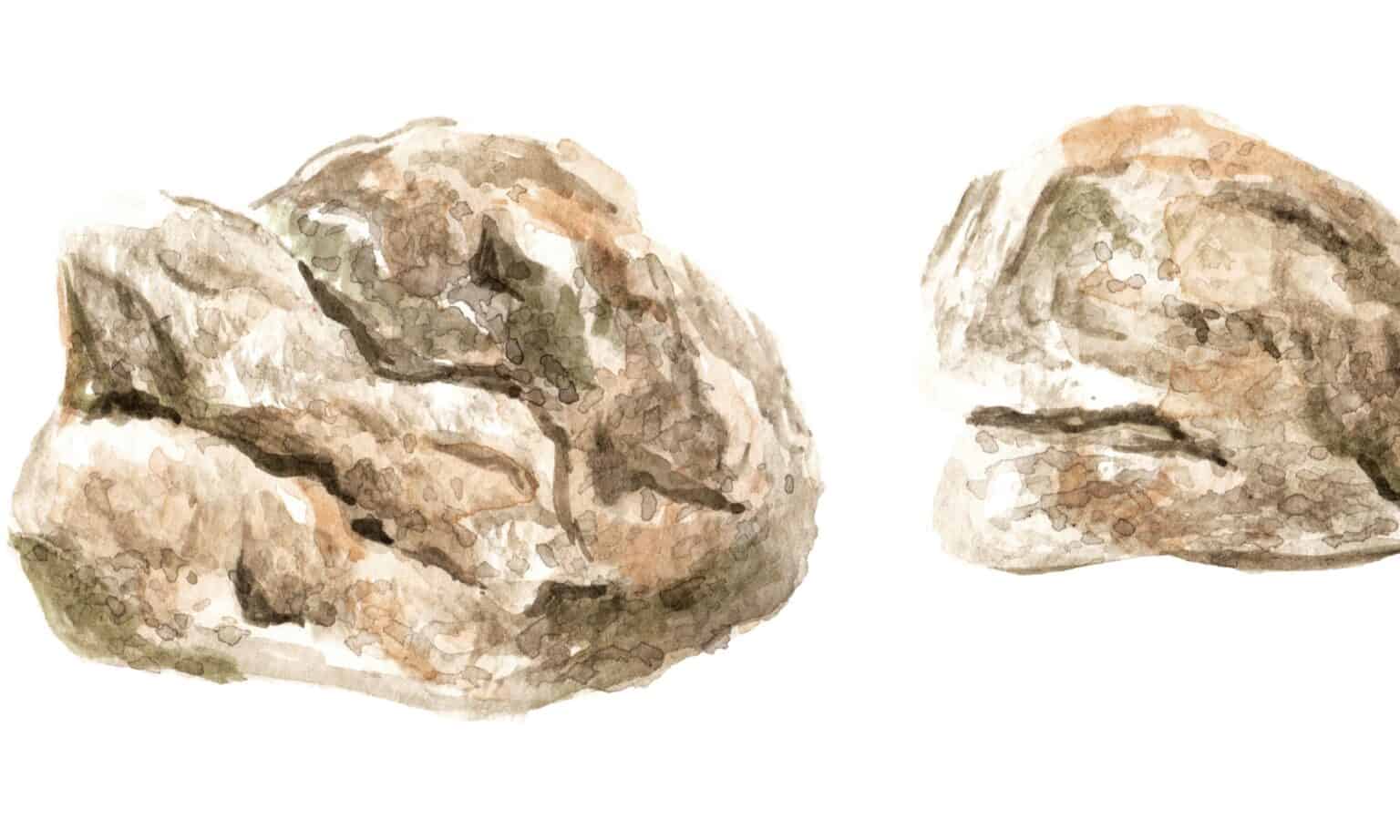 Sperm Whale Animal Facts - Physeter macrocephalus - A-Z Animals