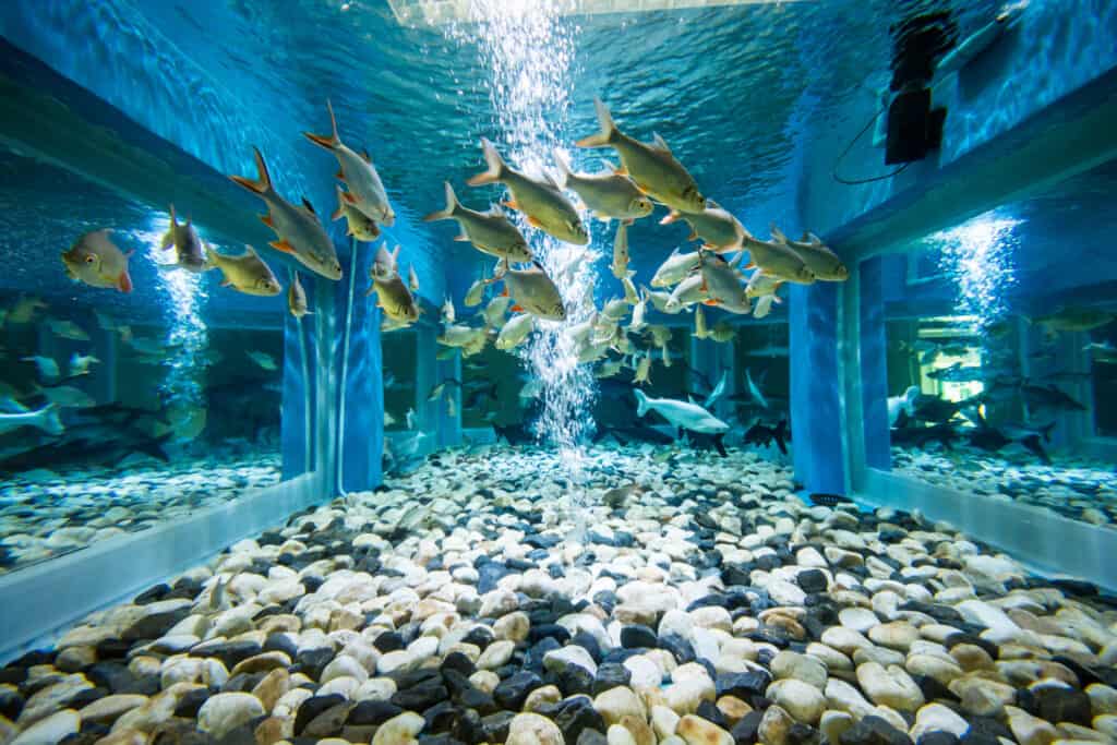 We Found the Top Aquarium Diffusers - A-Z Animals