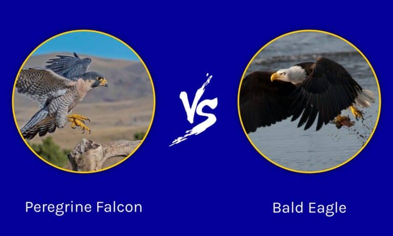 Peregrine Falcon vs Bald Eagle: The Key Differences - A-Z Animals