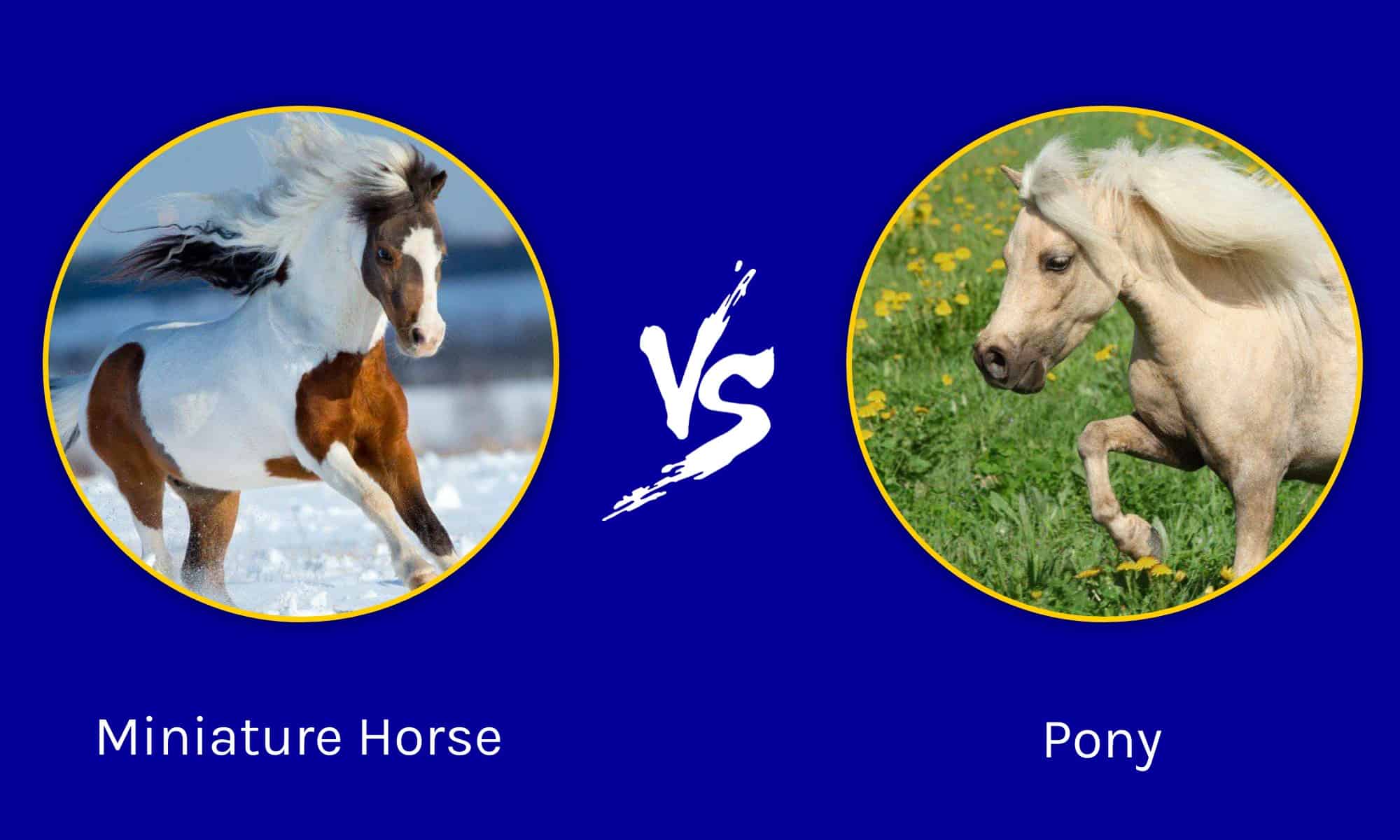 Miniature Horses vs Ponies: Key Differences That Set Them Apart - A-Z Animals