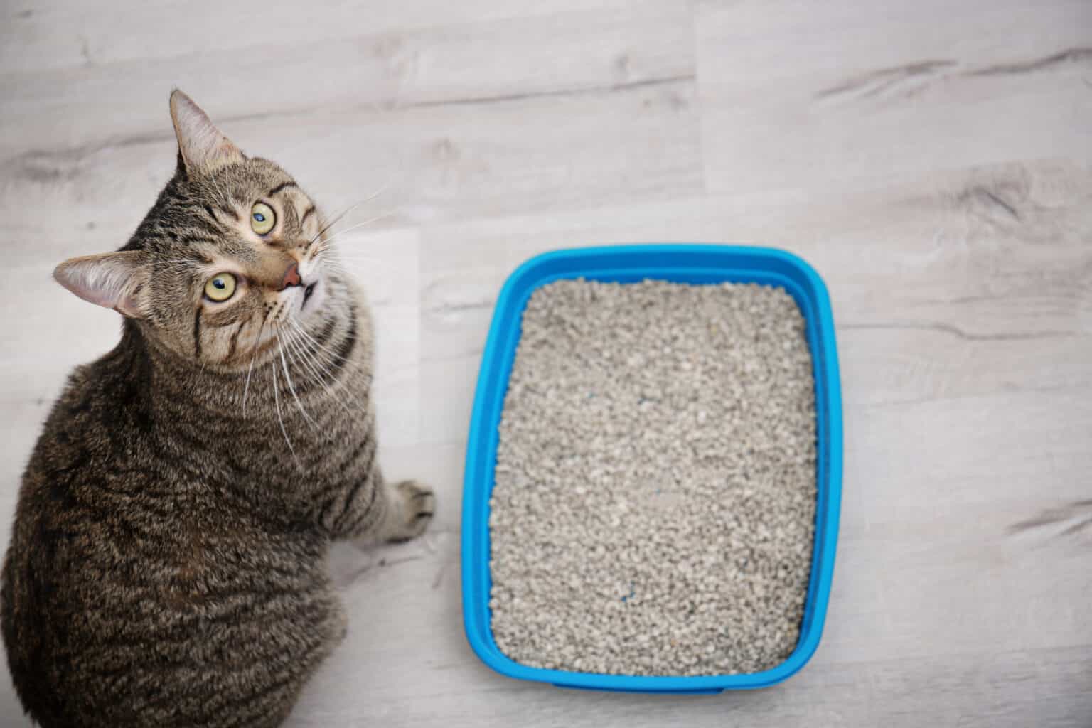How To Make Your Kitten Poop: 5 Proven Techniques - A-Z Animals